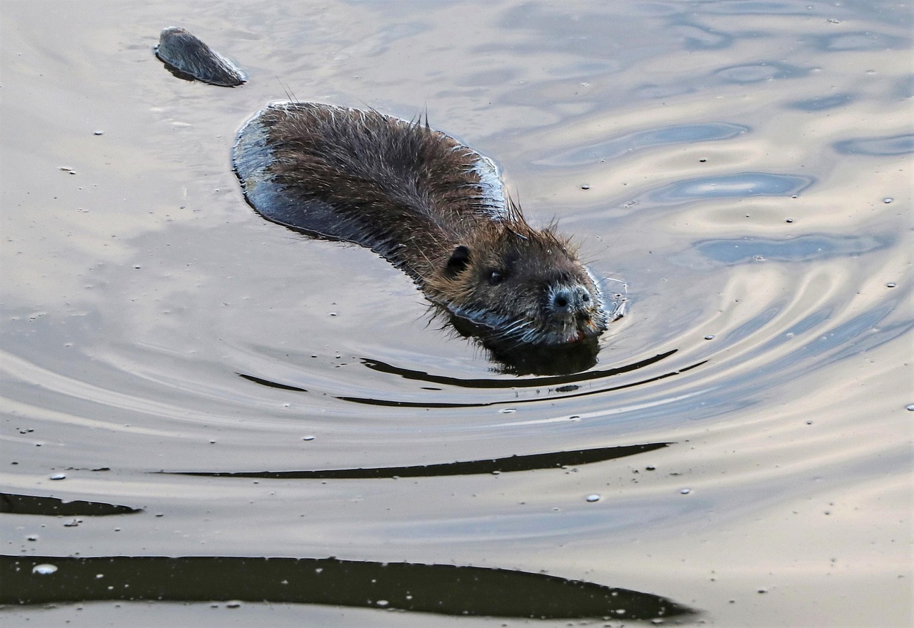 Nutria Hewan Buruk Rupa - Foto gratis di Pixabay - Pixabay