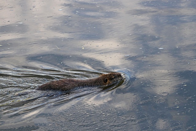 Nutria Rodent Animal The - Free photo on Pixabay