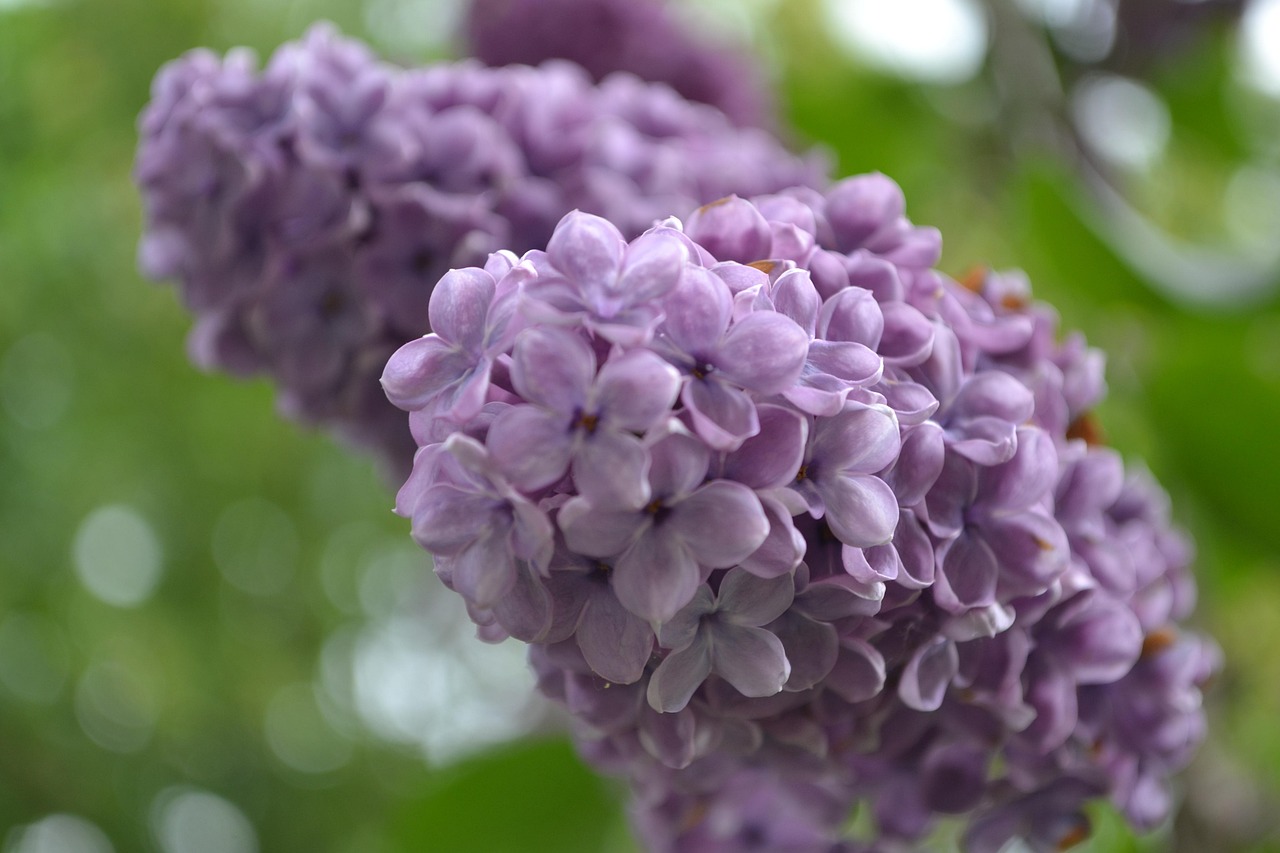Lilas Mauve Fleurs - Photo gratuite sur Pixabay - Pixabay