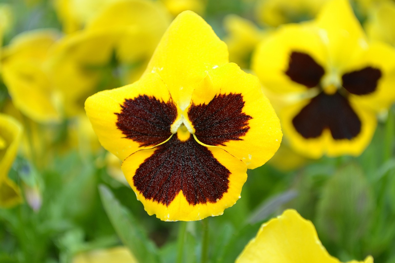 Yellow Flower Petals - Free photo on Pixabay - Pixabay