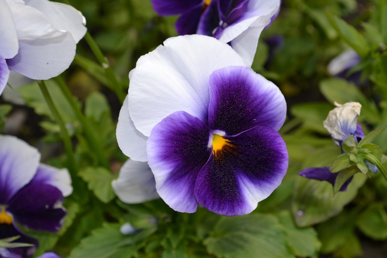 Kwiat Niebieski Płatki Darmowe Zdjęcie Na Pixabay Pixabay