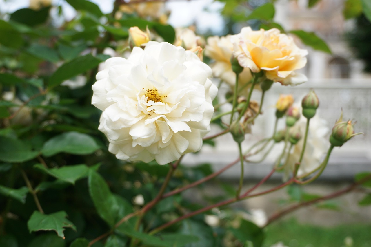 Rose Blanche Fleur La - Photo gratuite sur Pixabay - Pixabay