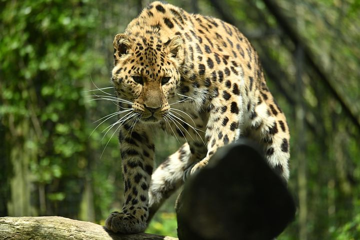 20+ Free Amur Leopard & Leopard Images - Pixabay