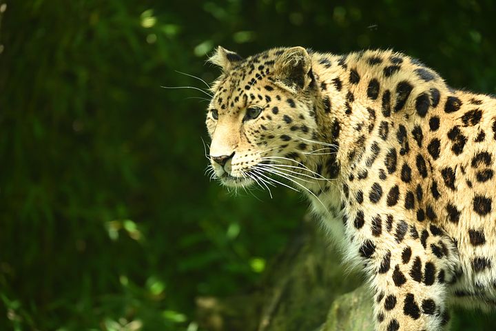 20+ Free Amur Leopard & Leopard Images - Pixabay