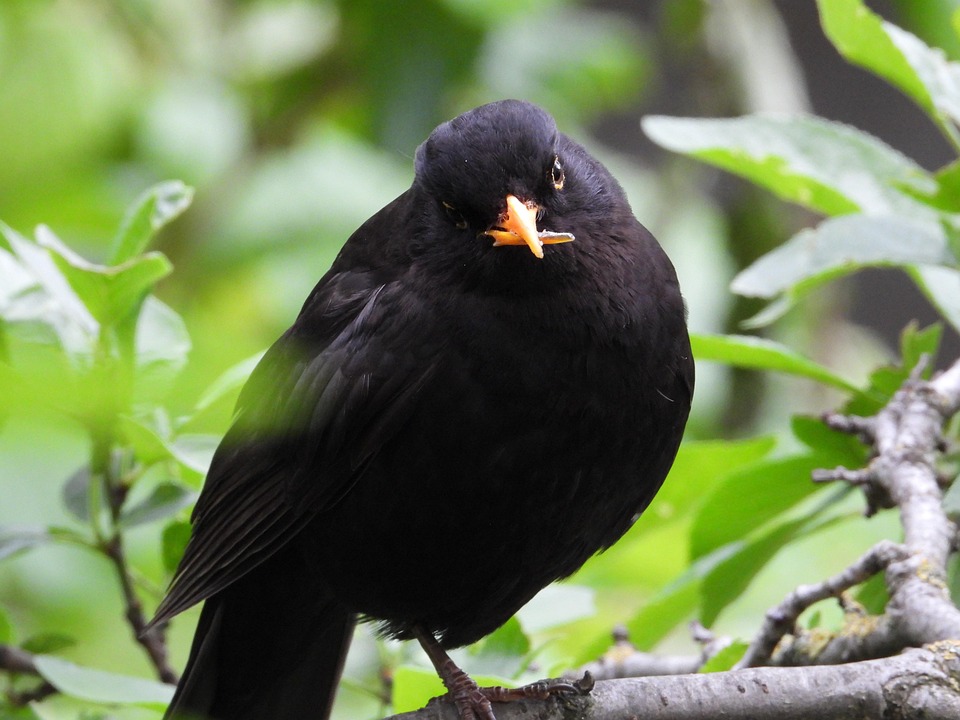 Burung Hitam Bulu Cabang - Foto gratis di Pixabay - Pixabay