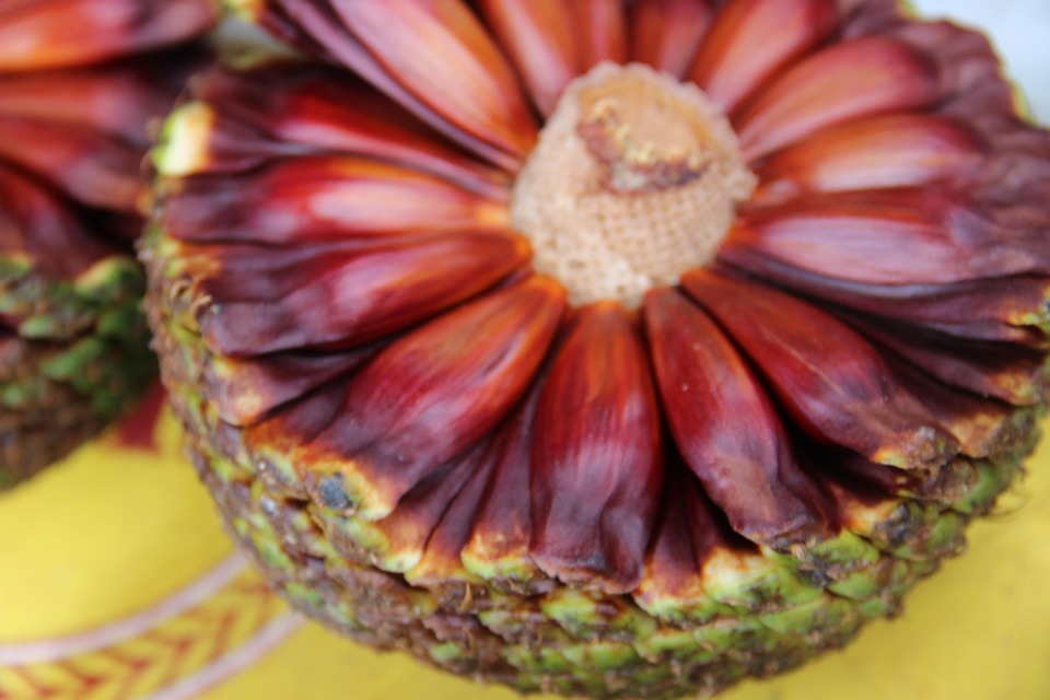 Fruits Pignon Araucaria La - Photo gratuite sur Pixabay - Pixabay