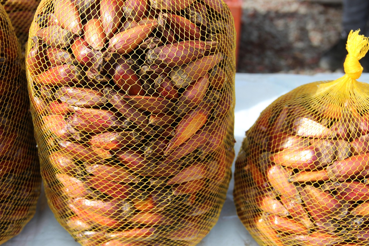 Pignon Fruits Araucaria - Photo gratuite sur Pixabay - Pixabay