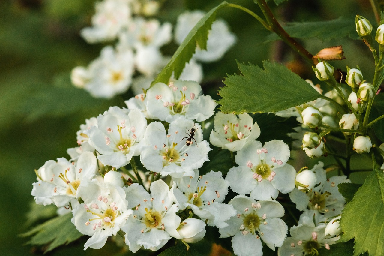 Fleurs Blanches Bloom Buisson - Photo gratuite sur Pixabay - Pixabay