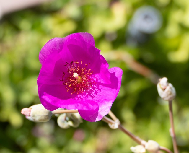 20.000+ kostenlose Lila Mohn und Natur-Bilder - Pixabay