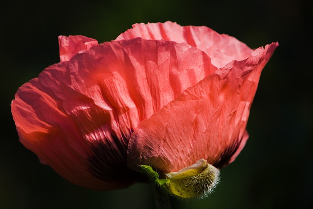Poppy Flower Petals - Free photo on Pixabay - Pixabay