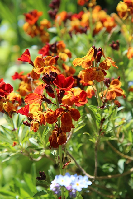 Wallflowers Red - Free photo on Pixabay - Pixabay