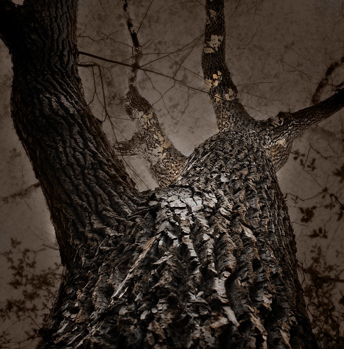 Tree Bark Linden - Free photo on Pixabay