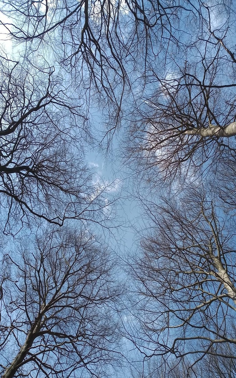 Trees Branches Forest - Free photo on Pixabay - Pixabay