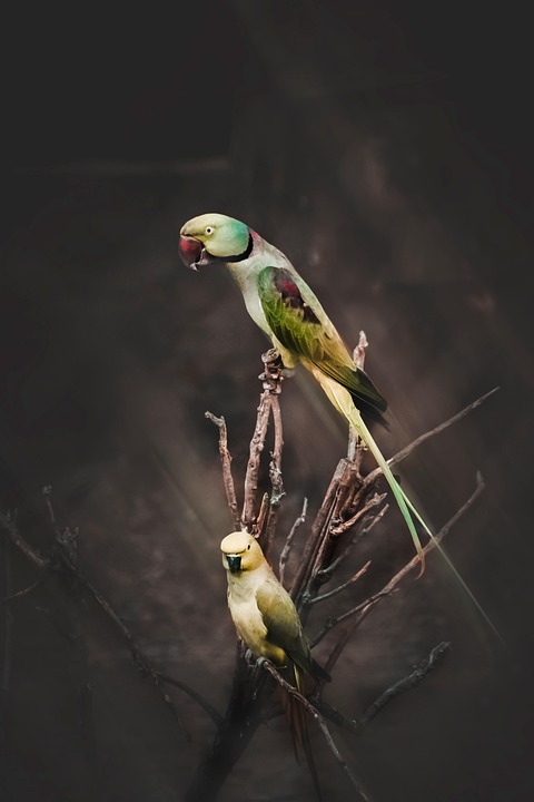 Birds Parrots Branches - Free photo on Pixabay - Pixabay
