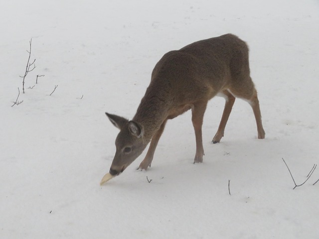 Deer Wildlife - Free photo on Pixabay - Pixabay Deer Wildlife - Free photo on Pixabay - Pixabay