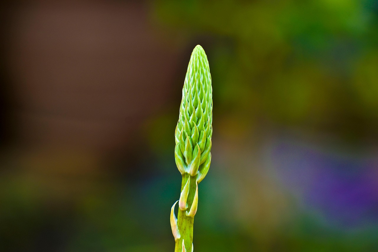 Fleur Bourgeon Pétales - Photo gratuite sur Pixabay - Pixabay