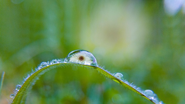 Grass Blade Of Drop Free Photo On Pixabay Pixabay