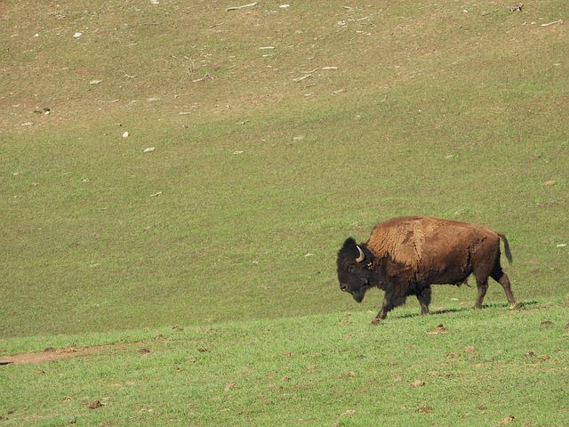 80+ Free Bull Bison & Bison Photos - Pixabay