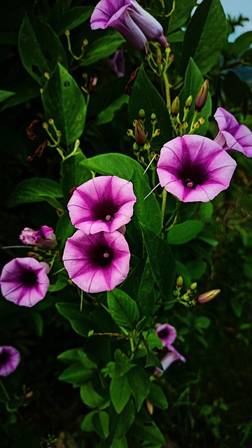 Kukat Kasveja Vakiotyyppi - Ilmainen valokuva Pixabayssa - Pixabay
