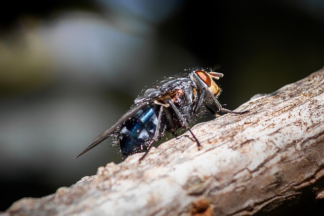 Fly Insect Wood - Free photo on Pixabay - Pixabay