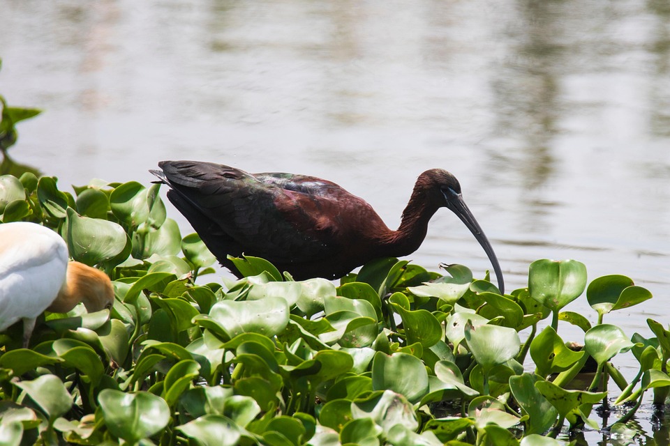 Pássaro Brilhante Ibis Lago - Foto gratuita no Pixabay - Pixabay