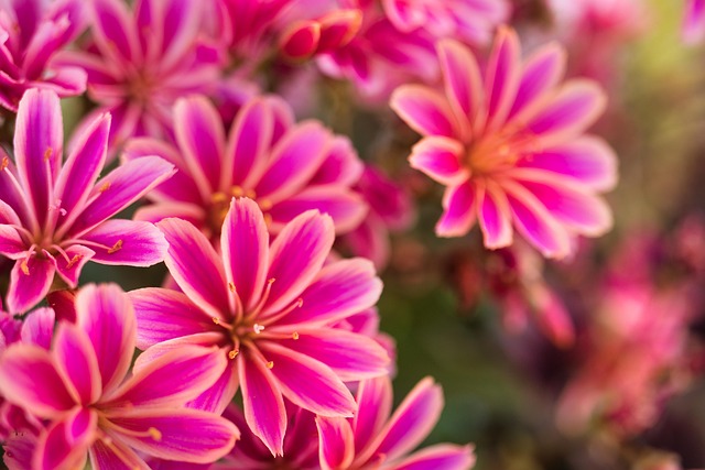 Siskiyou Lewisia Flowers Plant - Free photo on Pixabay - Pixabay
