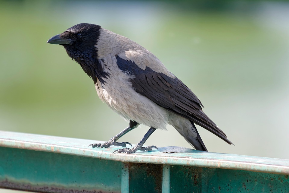 Hooded Crow Bird - Free photo on Pixabay - Pixabay