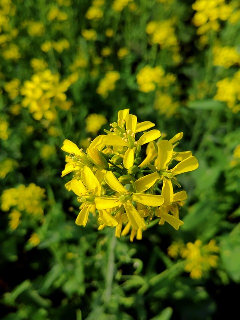 Planta De Mostaza Flores - Foto gratis en Pixabay - Pixabay