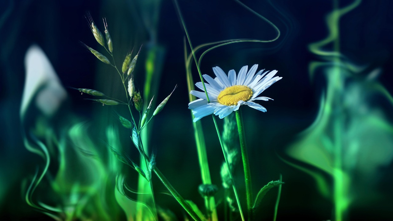 Margarida Flor Planta - Foto gratuita no Pixabay - Pixabay