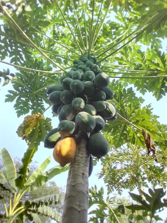 Papaya Papita Grün - Kostenloses Foto auf Pixabay - Pixabay