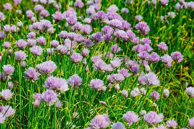 Chives Flowers Wildflowers - Free photo on Pixabay - Pixabay