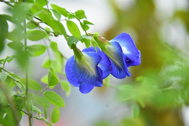 Butterfly Pea Flowers Plant - Free photo on Pixabay - Pixabay