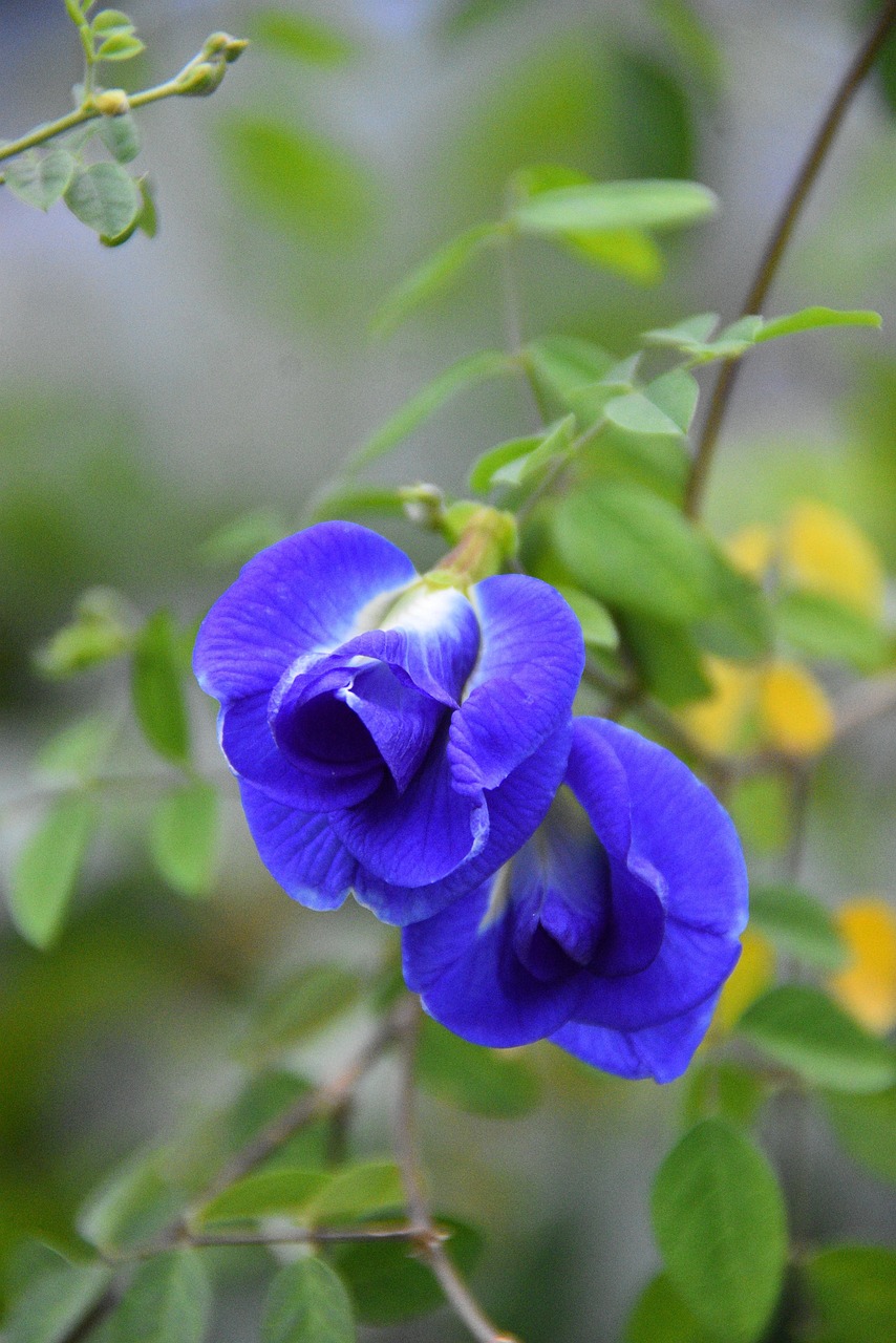 Butterfly Pea Flowers Plant - Free photo on Pixabay - Pixabay