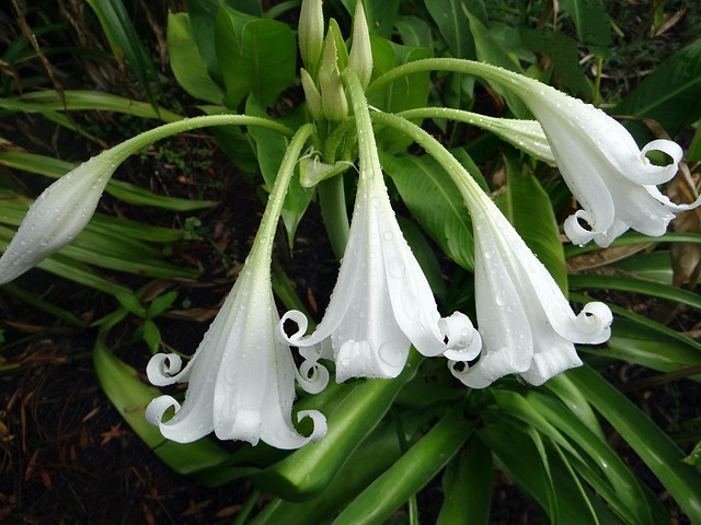 Fleur Crinium Nature - Photo gratuite sur Pixabay - Pixabay