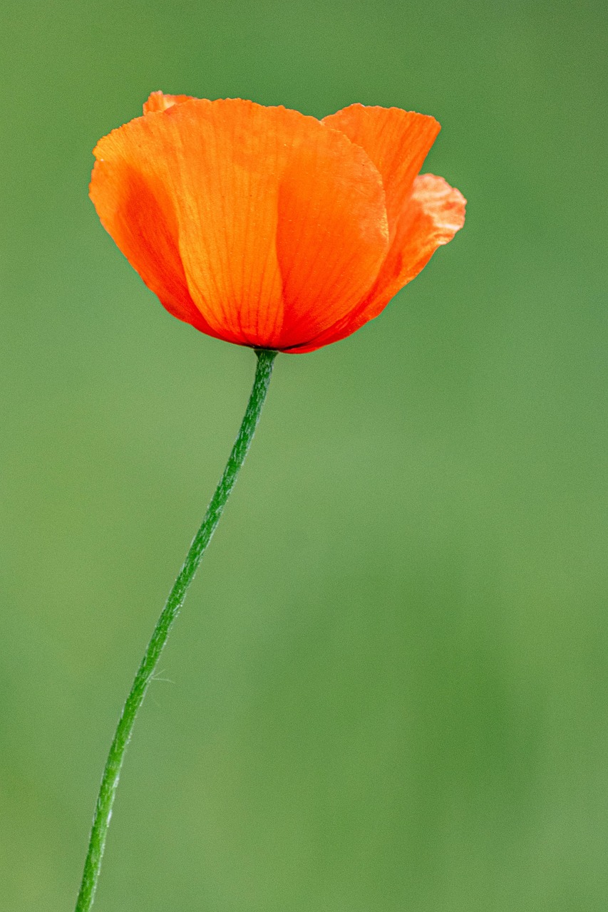 Poppy Macro Summer Close - Free photo on Pixabay - Pixabay