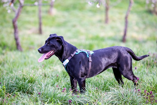 Der Hund Schwarz Farbe - Kostenloses Foto auf Pixabay - Pixabay