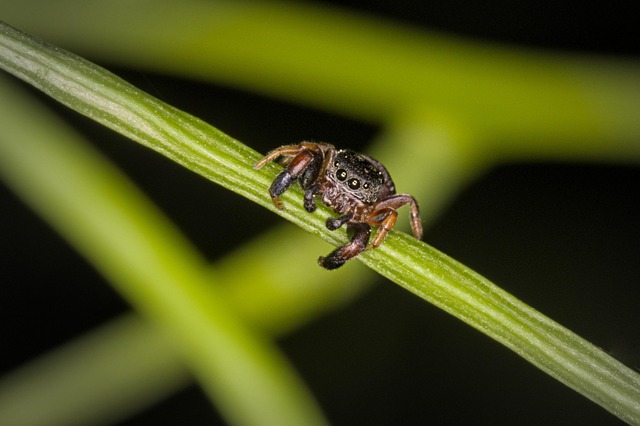 Aranha Saltadora Fechar Se Foto Gratuita No Pixabay Pixabay