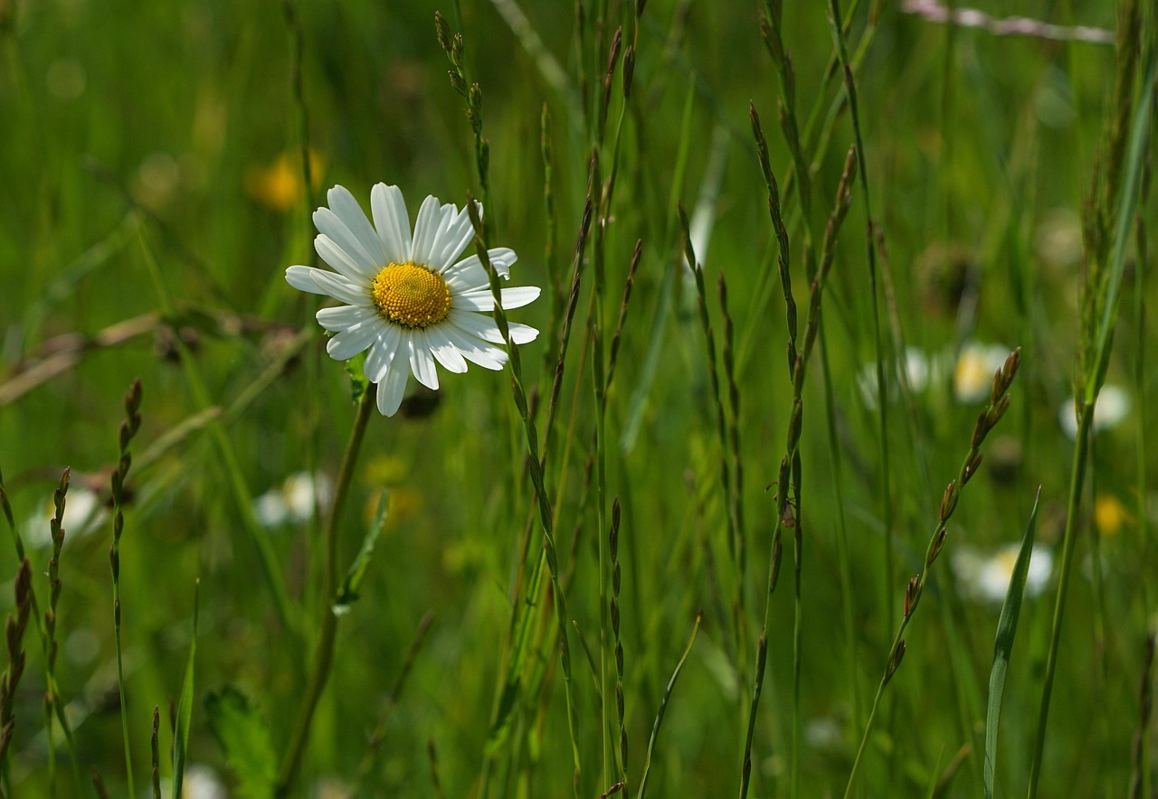Flores Plantas Prado - Foto gratis en Pixabay - Pixabay