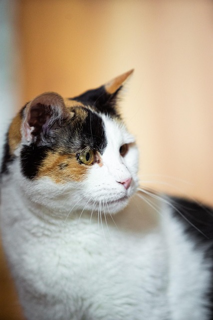 Cat Animal Fourrure De - Photo gratuite sur Pixabay - Pixabay