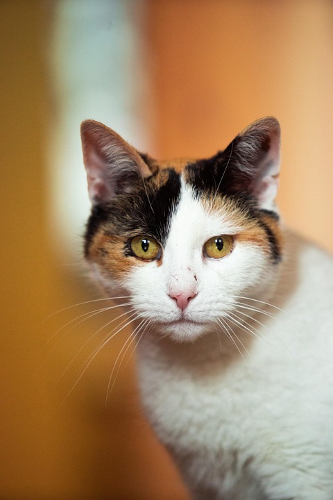 Cat Animal Fourrure De - Photo gratuite sur Pixabay - Pixabay