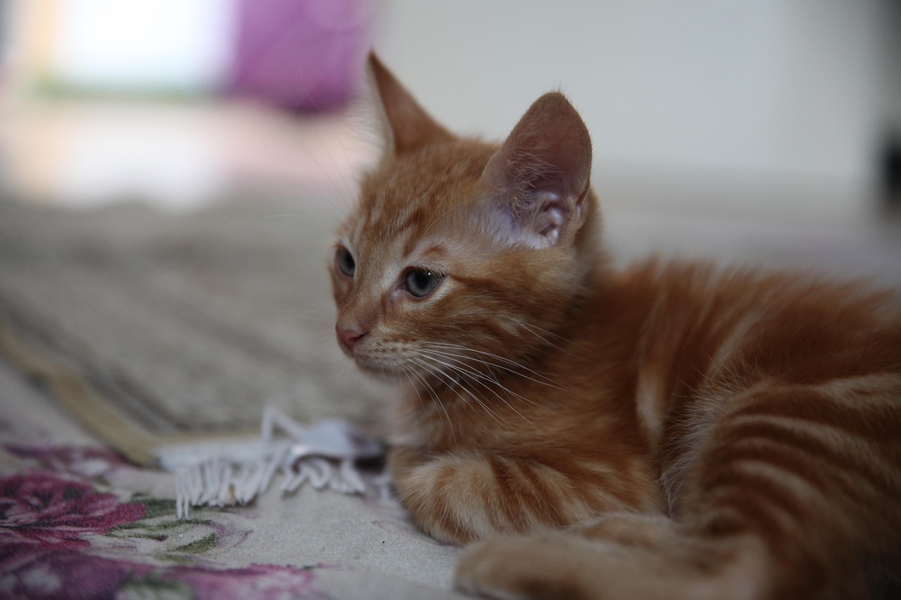 Gato Linda - Foto gratis en Pixabay - Pixabay