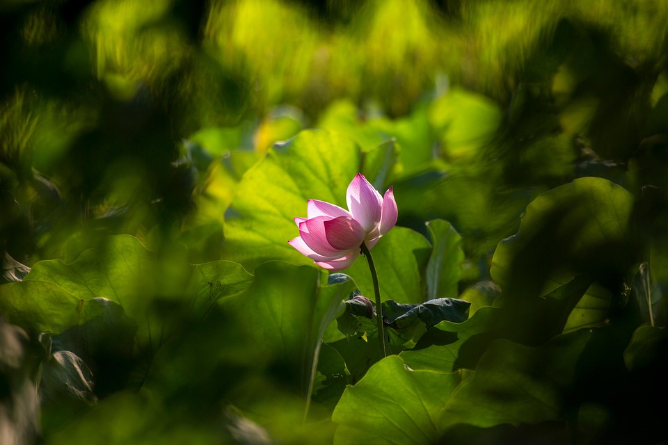 Lotus Flower May Season - Free photo on Pixabay - Pixabay