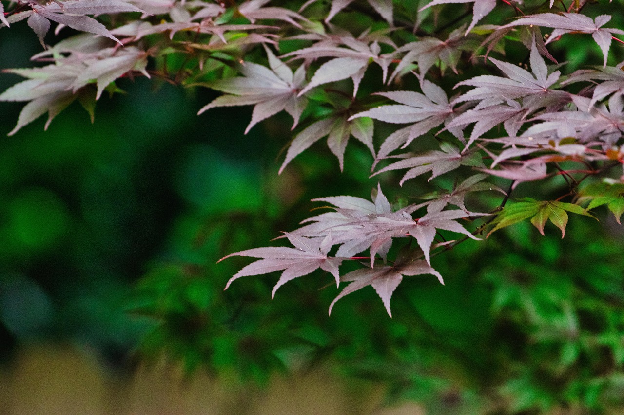 Japanese Maple Tree Leaves - Free photo on Pixabay - Pixabay