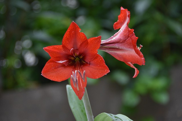Lily Lembah Bunga Merah - Foto gratis di Pixabay - Pixabay