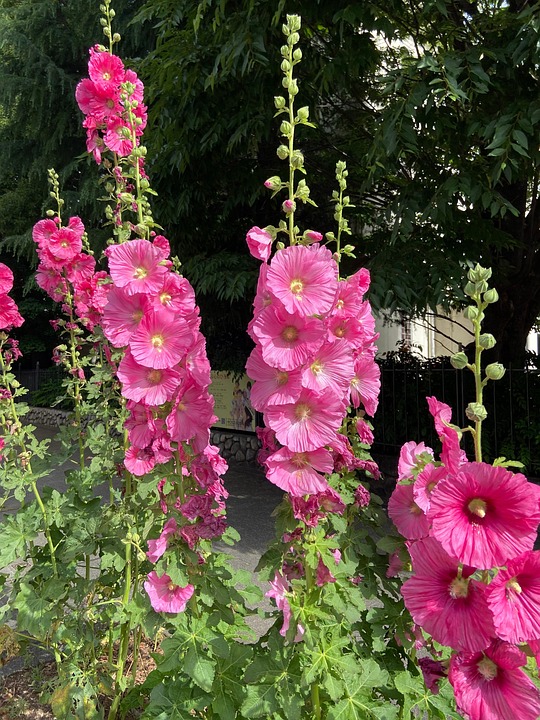 Aoi Hollyhock Flowers - Free photo on Pixabay - Pixabay