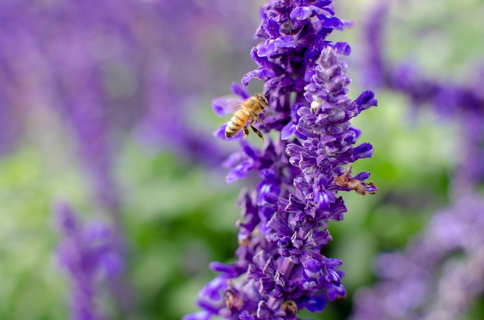 Lavenders Purple Bees - Free photo on Pixabay - Pixabay