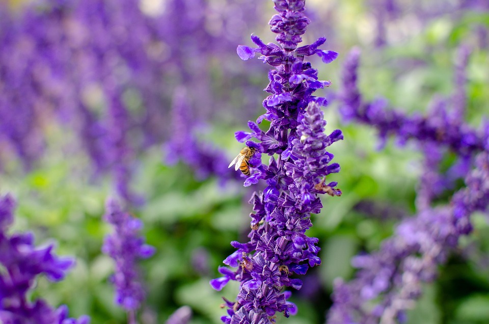 Lavenders Purple Bees - Free photo on Pixabay
