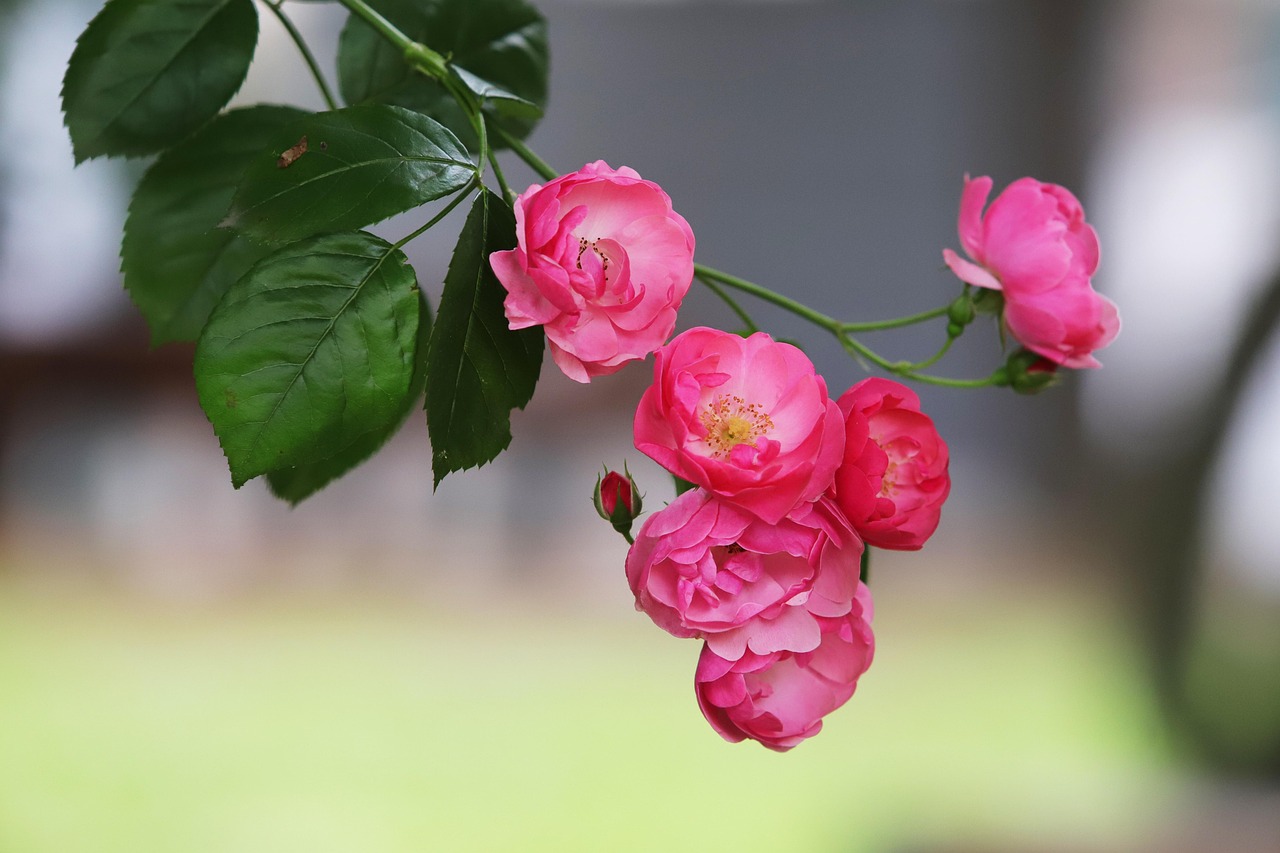 Roses Pink Flowers - Free photo on Pixabay - Pixabay