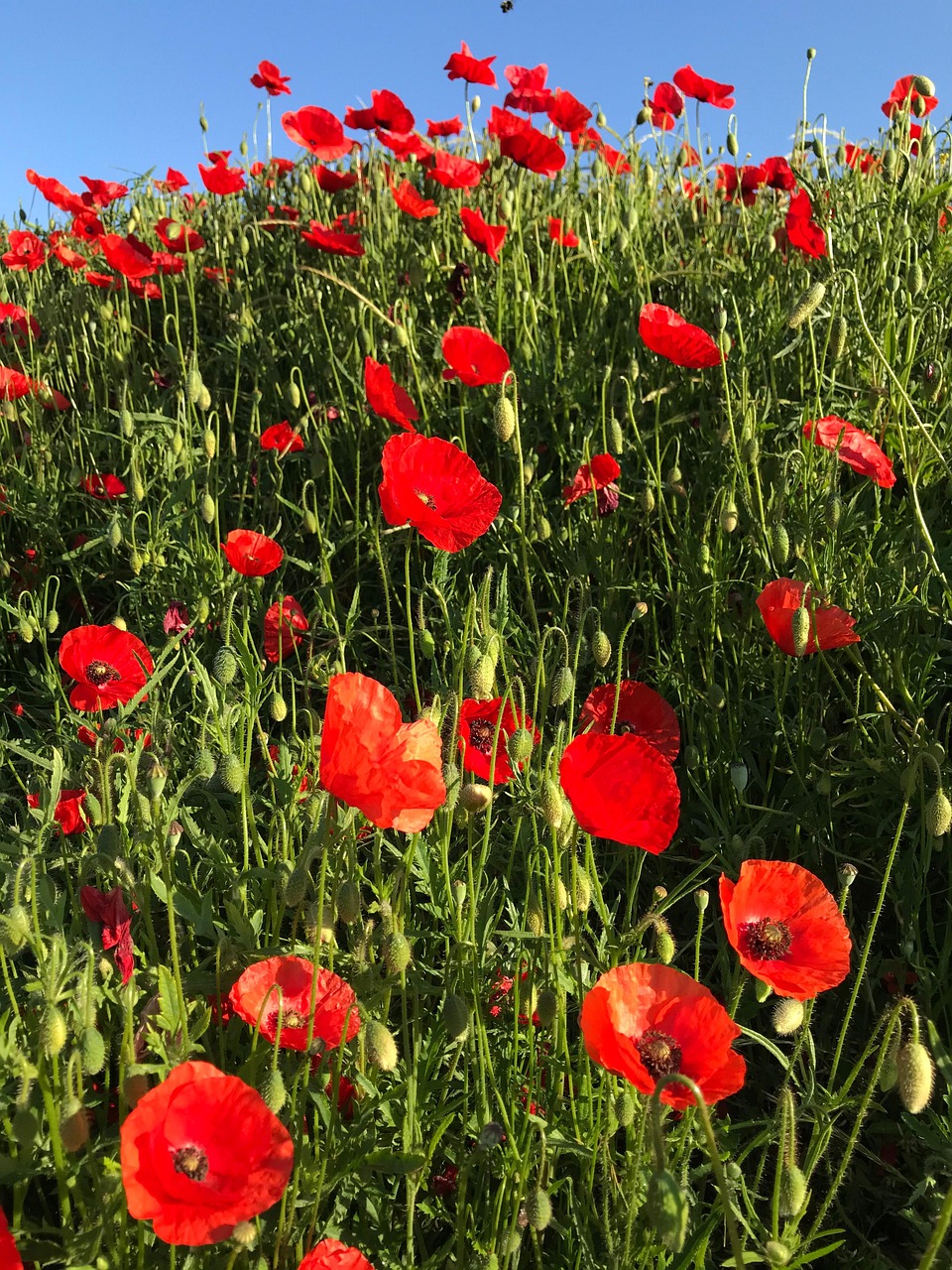 Edge Of Field Flower Meadow Corn - Free photo on Pixabay - Pixabay
