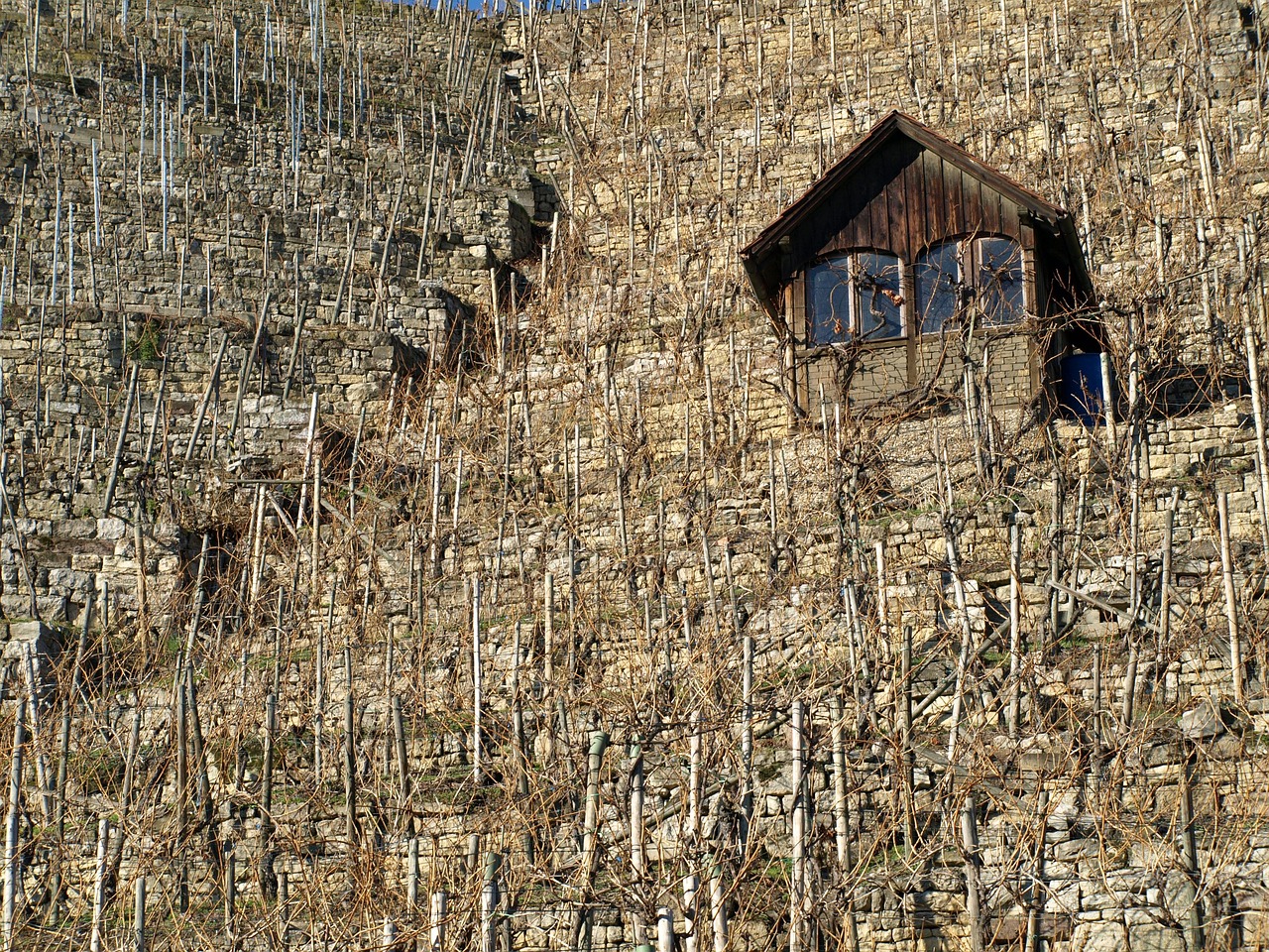 Cottage Vineyard Trees - Free photo on Pixabay - Pixabay